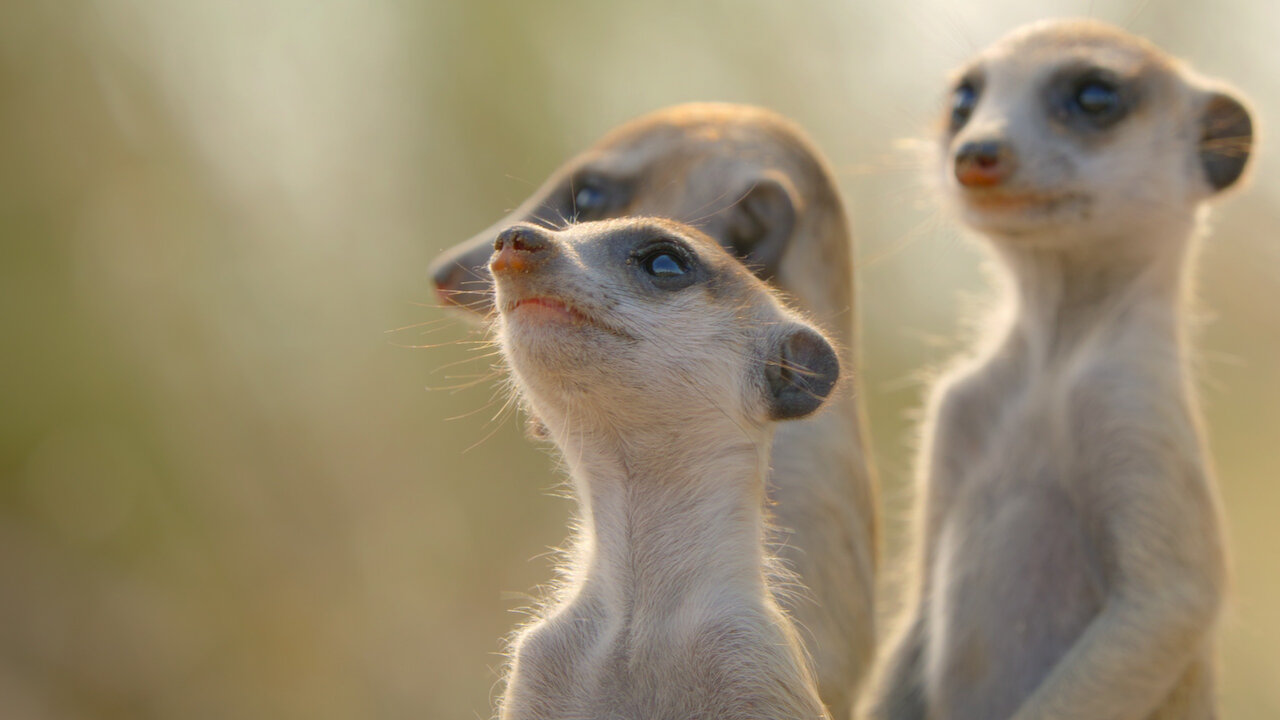 Watch Secret World of Sound with David Attenborough | Netflix Official Site