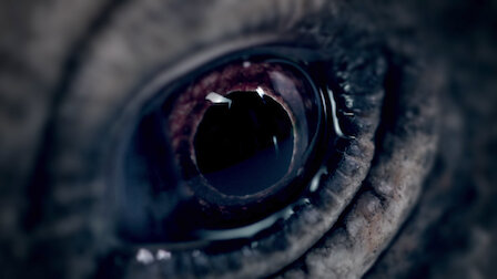 Watch The UnXplained with William Shatner | Netflix