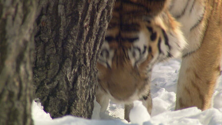 Watch If I Were an Animal | Netflix