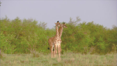 Watch If I Were an Animal | Netflix