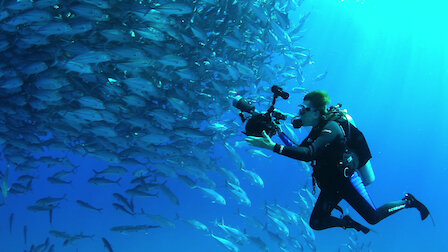 Watch Mission Blue | Netflix Official Site