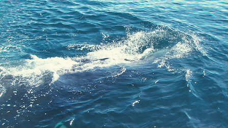 Watch If I Were an Animal | Netflix