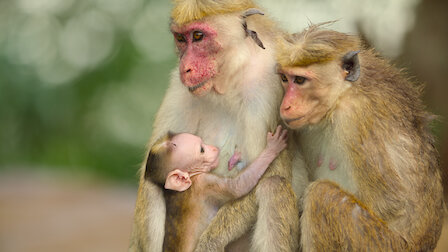 Watch Wild Babies | Netflix Official Site