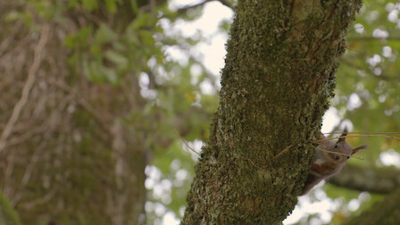 Watch If I Were an Animal | Netflix