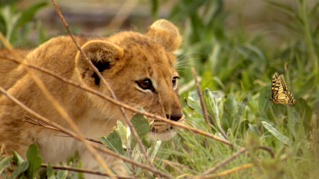 Watch If I Were an Animal | Netflix