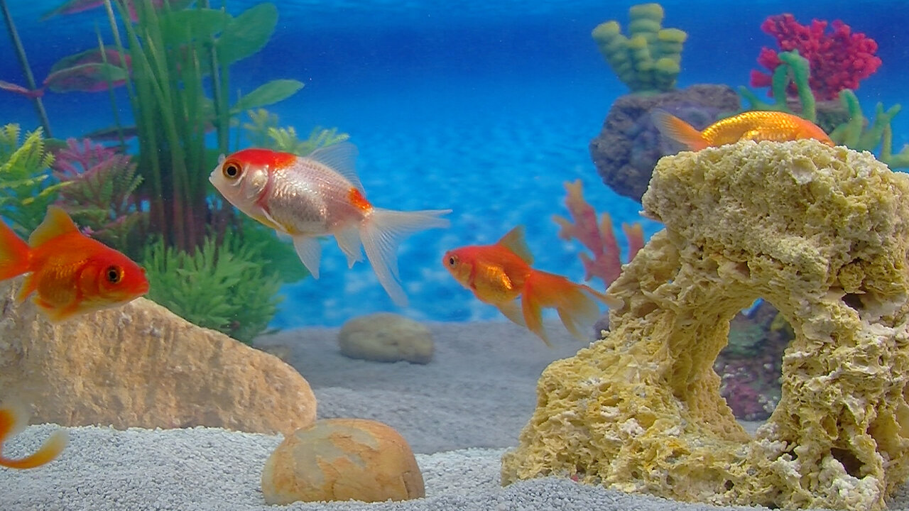 Watch Aquarium for Your Home: Goldfish | Netflix