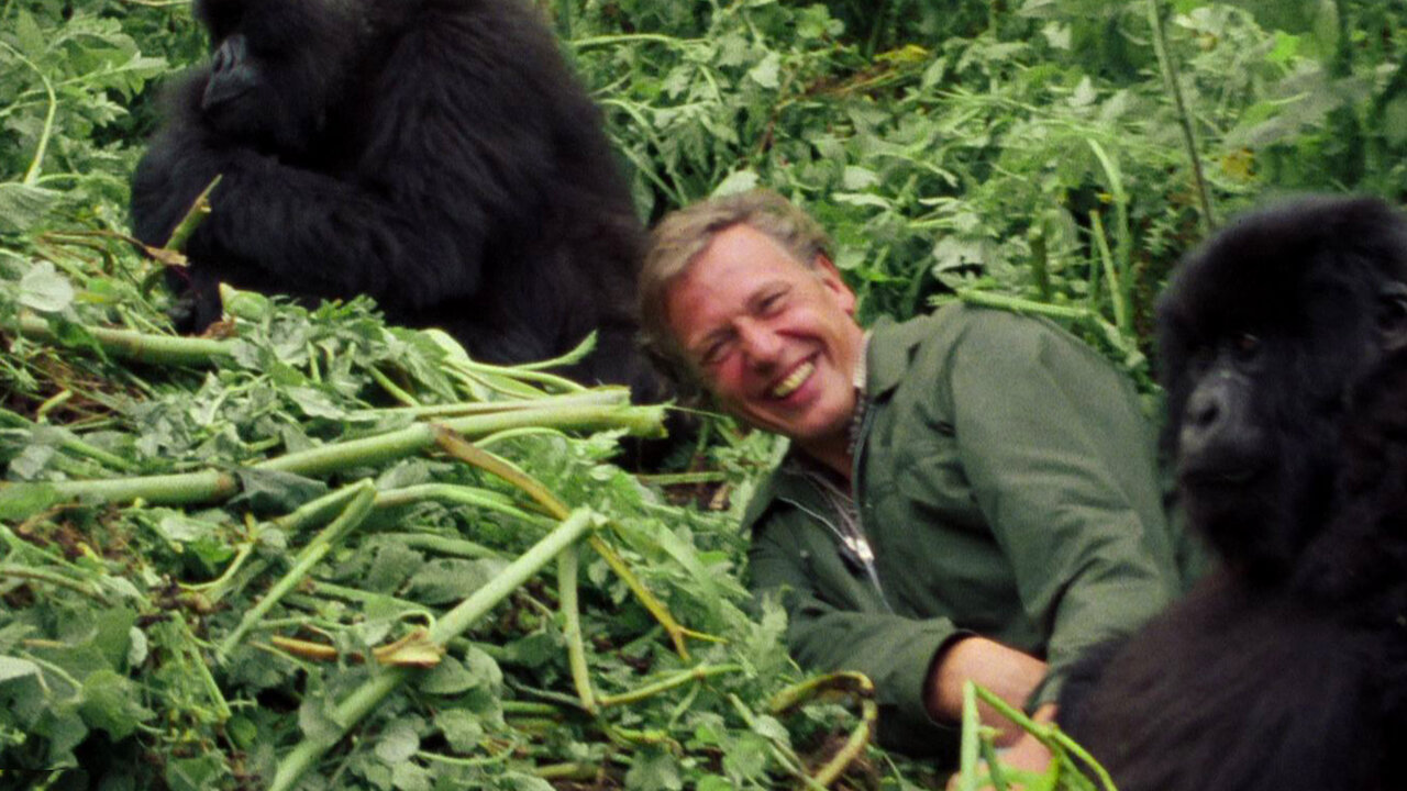 Watch David Attenborough: A Life on Our Planet | Netflix Official Site