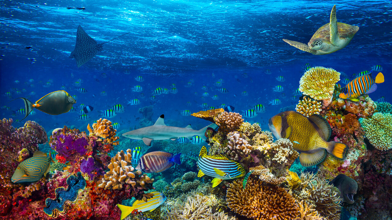 Watch Magical Reef: The Islands Of The Four Kings | Netflix