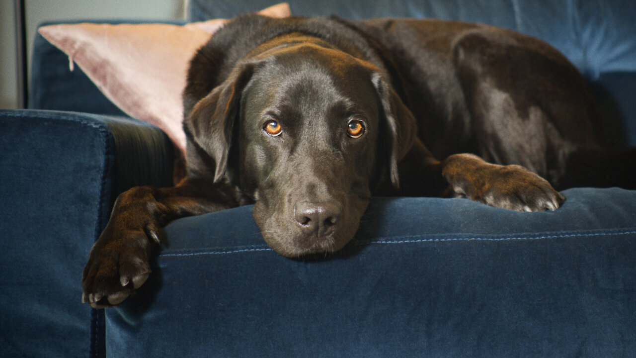Watch The Hidden Lives of Pets | Netflix Official Site